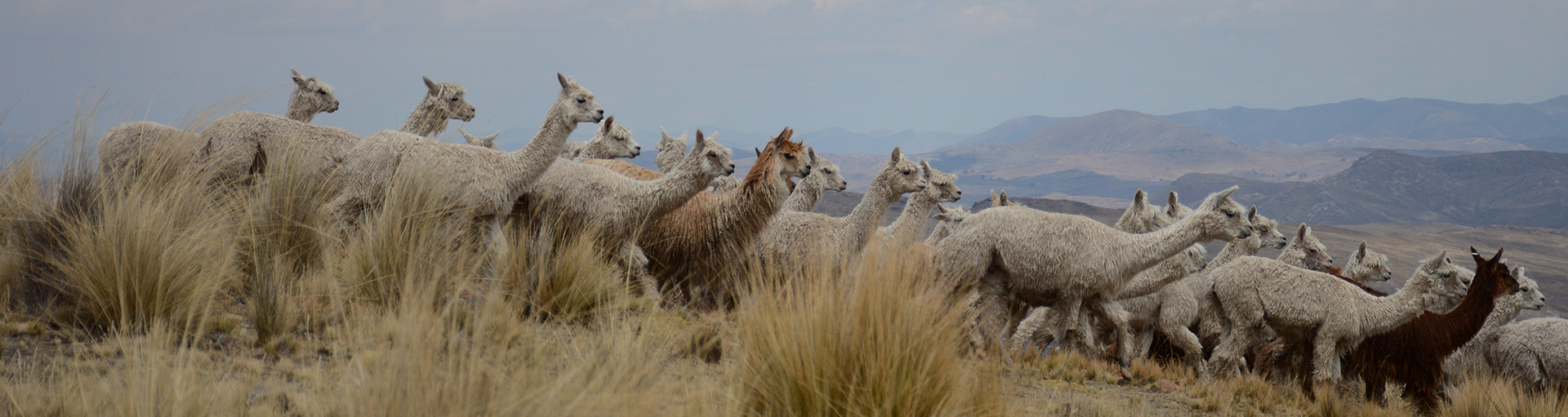 Landing Michell Alpaca